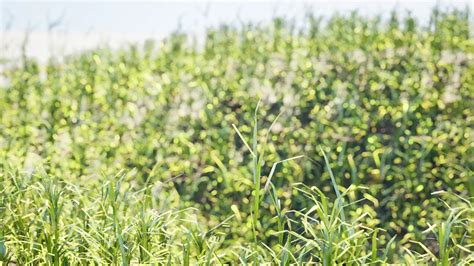 Game Ready Grass Collection Individual Flippednormals