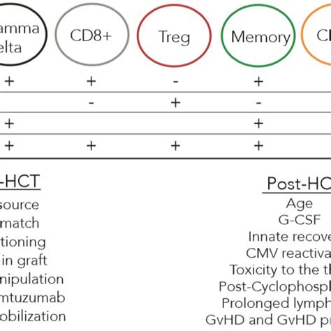 Overview Of T Cell Subset Related To Allogeneic Hct Outcomes And