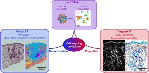 Unlocking Skins Symphony Single Cell And Spatial Transcriptomics