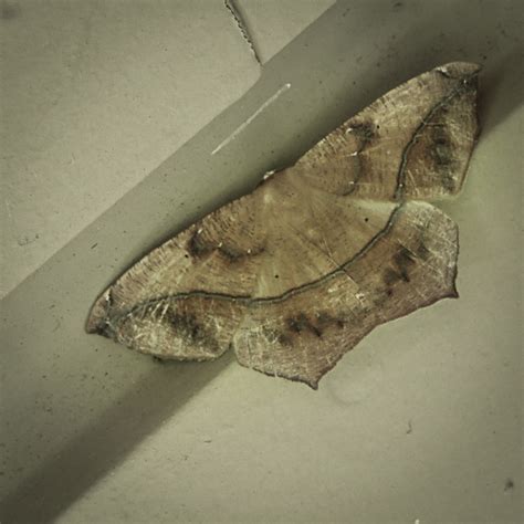 Bettys Moth List Original Layout Betty Hall Photography