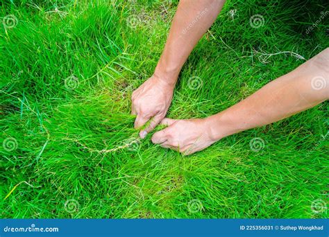 Top View Of Hands Are Pulling The Grass To Vent The Anger Hand On A