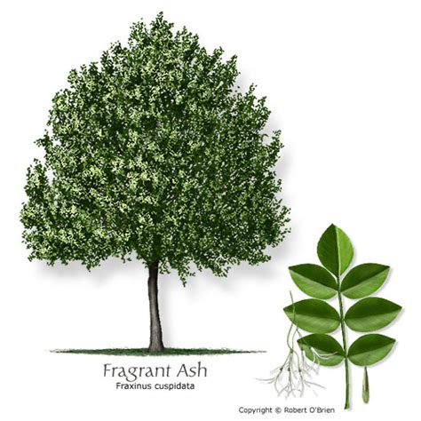 Texas Tree Selector Tree Description