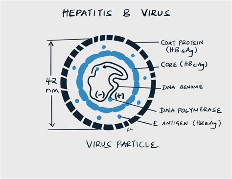 Useful Mnemonics For History Taking Hyperexcision