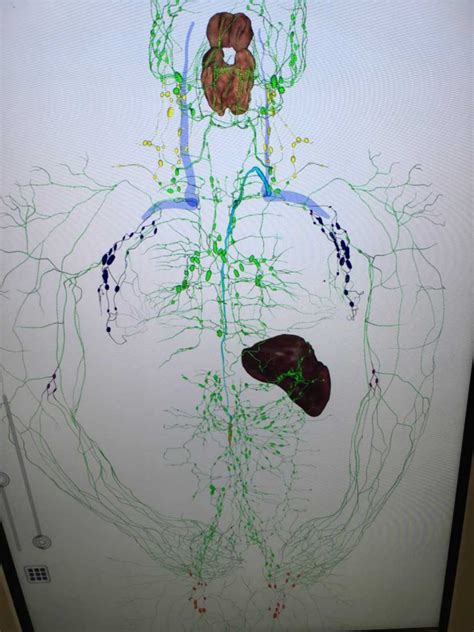 Lymph Nodes Diagram Quizlet