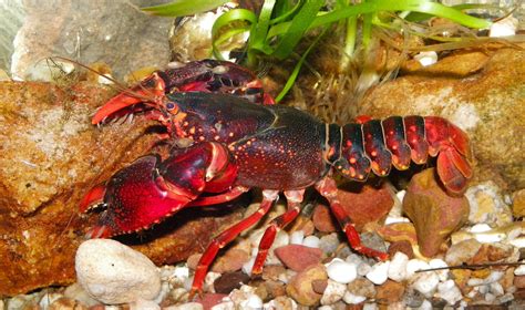 Imgp5458aaa The Australian Crayfish Project
