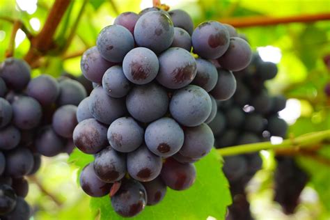 苗栗旅遊｜尋著名人足跡去旅行三屆總統到訪葡萄皇太子蒞臨百年古典洋式造橋驛品嘗名人必訪客家菜一日｜大人囝仔25tm726cel T 苗栗雄獅旅遊