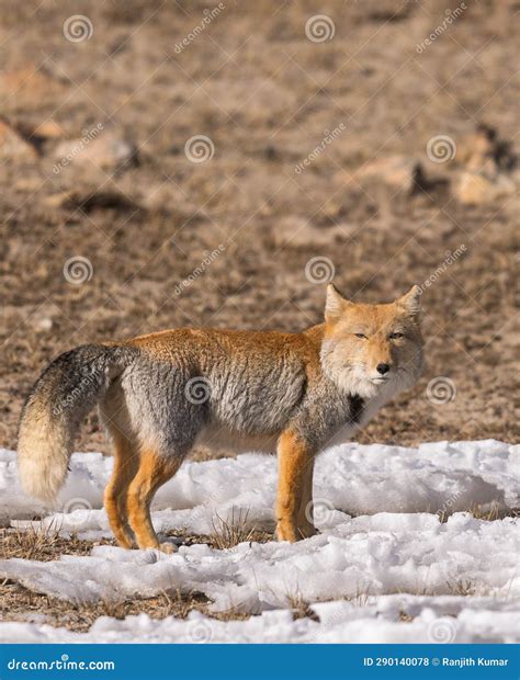 Tibetan Sand Fox Sunggyu
