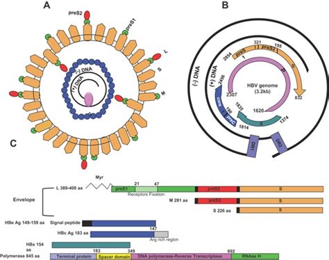 Schematic Structure Of The Hbv Particle And Viral Proteins With Domain