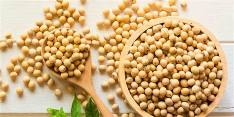 The Origin Of The Soybean And Its Use In The Kitchen