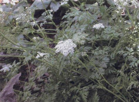 藁本 定西中药材