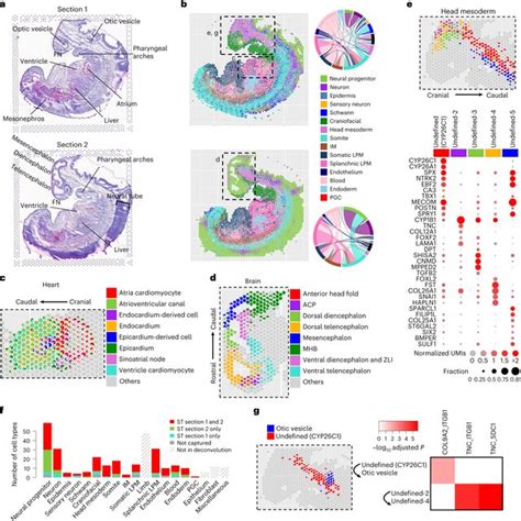 A Single Cell Transcriptome Atlas Profiles Early Organogenesis In Human