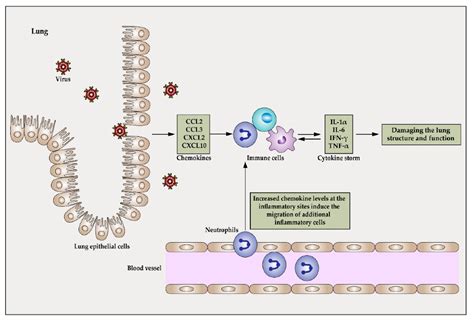 Primary Antibodies Creative Diagnostics
