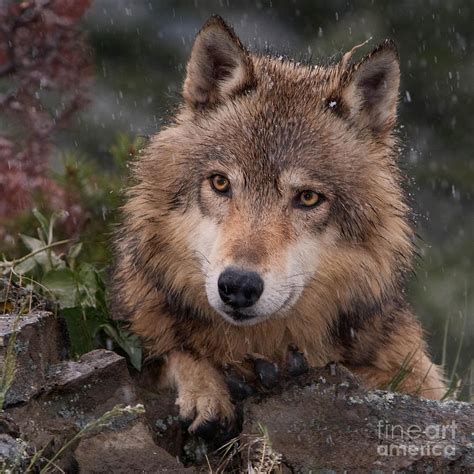 Light Brown Female Wolf