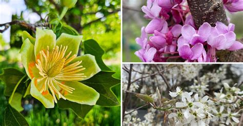 6 Native Trees That Are Even Better Than Flowers For Pollinators Plantisima