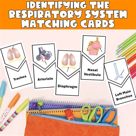Identifying The Respiratory System Matching Cards
