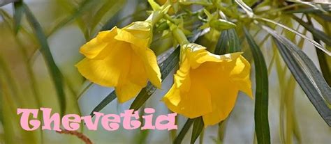 Thevetia Género Información Y Vídeo ~ Plantukis