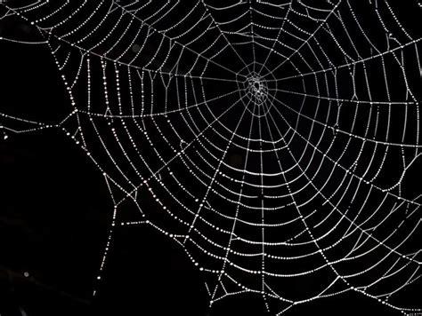 Delicate Spiderweb Premium Ai Generated Image