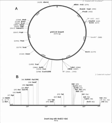 A Gene Insert In Puc19 Vector B Insert Map With Gene Of Interest In