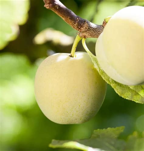 Prunus Pflaume Reineclaude Doullins