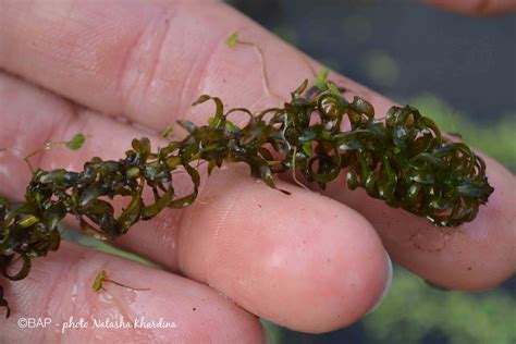 Elodea Nuttallii Planch H St John Bap