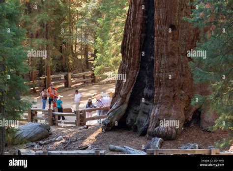 The General Grant Tree A Giant Redwood Or Sequoia Sequoiadendron
