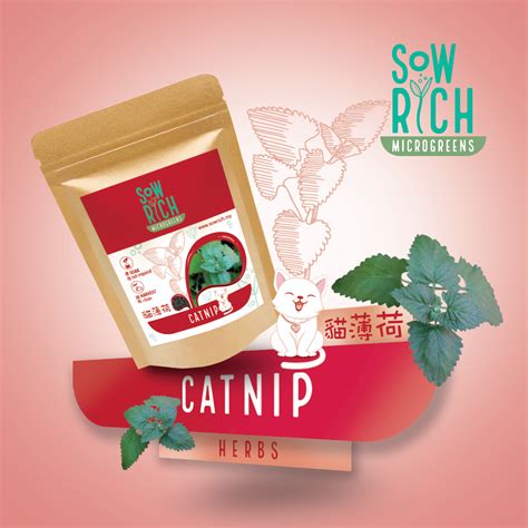 Catnip Herb Seeds 猫薄荷 02g1g Sow Rich Catnip Herb Seeds 猫薄荷 02g1g Sow Rich