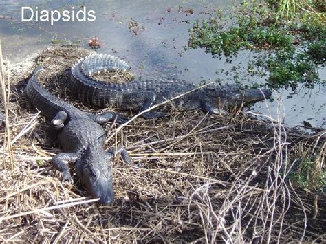 Evolution Of The Amniotes Evolution Of The Amniotes