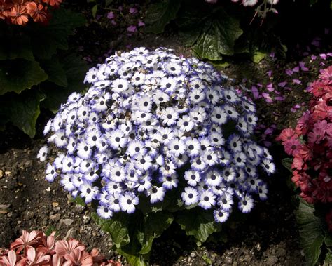 Cineraria Hd Wallpapers