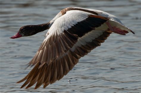 Common Shelduck Birdforum