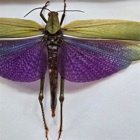 Purple Grasshopper Mounted Real Insect Taxidermy