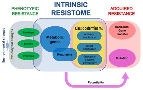 Frontiers The Intrinsic Resistome Of Bacterial Pathogens
