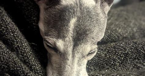 My Old Man Volta Album On Imgur