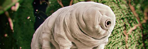 How Do Water Bears Survive
