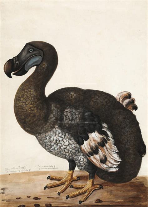 The Dodo A De Extinction Challenge To Humanitys Perception Of Utility