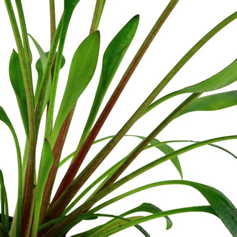 Cryptocoryne X Willisii Tropica Aquarium Plants