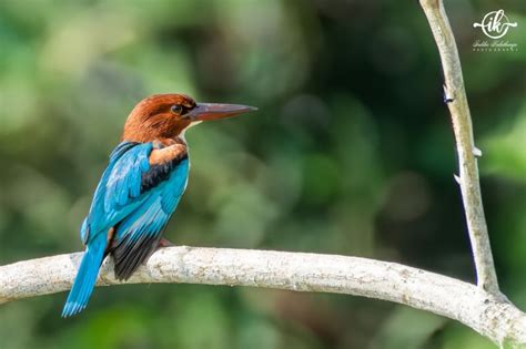 Visit Sri Lanka Sri Lanka Is Known For Its Rich Biodiversity And