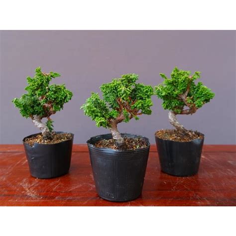 株一樹園 石化桧 3本セット 小品盆栽 ／樹齢7年 一樹園 通販 Yahooショッピング