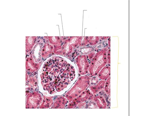 Micrograph Urinary System Quiz
