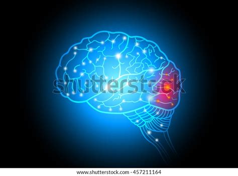 Reticular Activating System Brain Anatomy Over 4 Royalty Free Licensable Stock Vectors And Vector