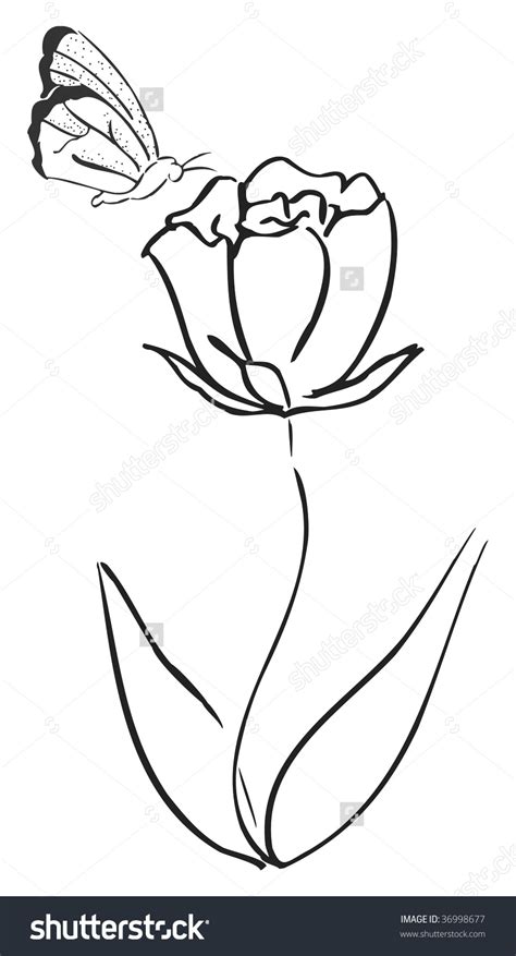Butterfly And Flower Drawing At Getdrawings Free Download
