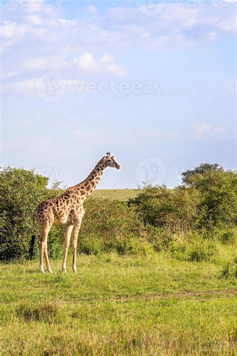 Beautiful Giraffe In The Wild Nature Of The Savannah Africa 54621334