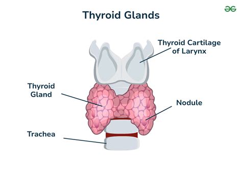 Endocrine System Geeksforgeeks