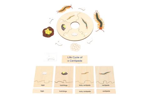 Life Cycle Set Of A Centipede Montessori Life Cycle Centipede Life