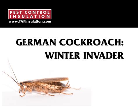 German Cockroach Winter Invader Tap® Pest Control Insulation Tap® Pest Control Insulation