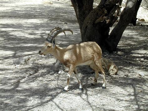 Dead Sea — Journey With Justin