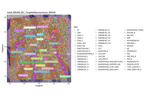 Spatial Cerebellum Cerebellar Hemisphere