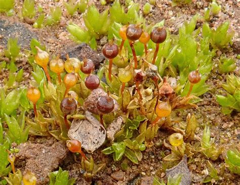 Discover The Fascinating World Of Physcomitrium Moss