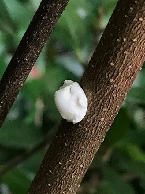 Orange Striped Oak Worm Walter Reeves The Georgia Gardener