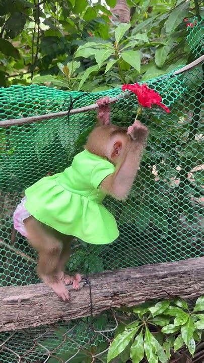 Mongkey Cute Shorts Youtube