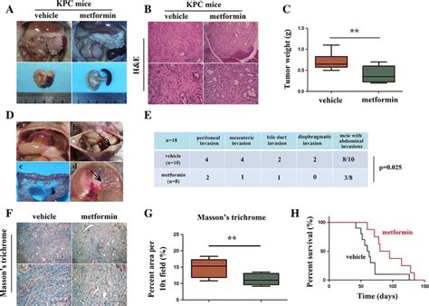 Metformin Inhibited The Growth And Invasion Of Pdac In A Kpc Mouse